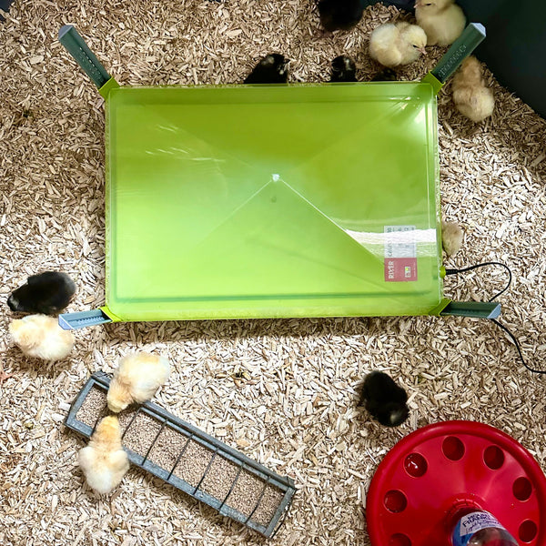Caleo Chicken Brooder Heating Plate - vet-n-pet DIRECT